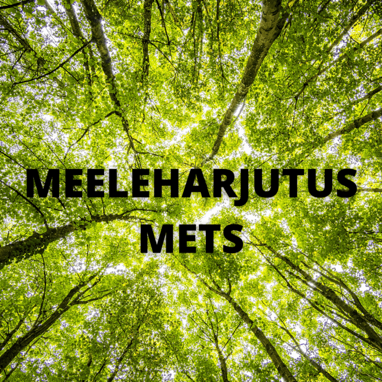 Visualiseerimise harjutus "Mets" helitaustaga - Tegevusterapeut Ande Etti